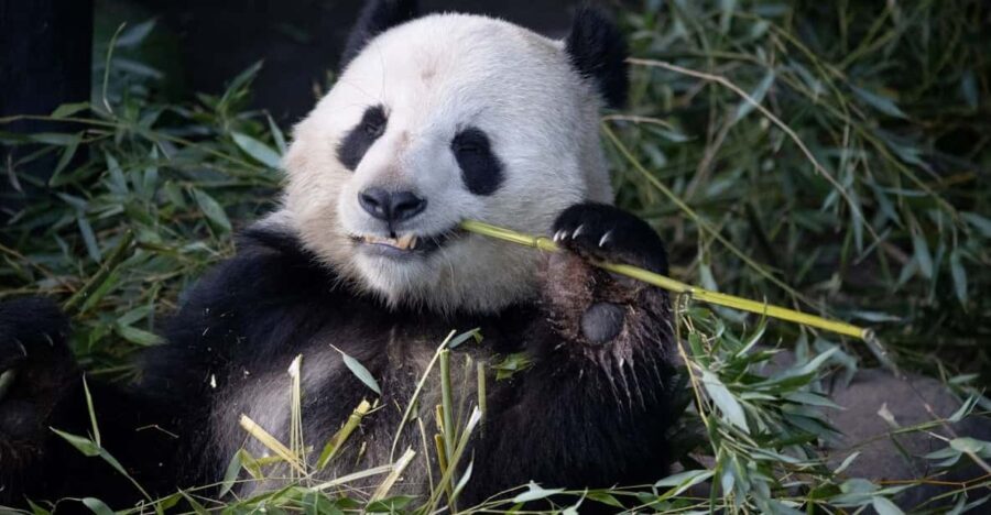 Copenhagen: Copenhagen Zoo Entry Ticket - Who Should Visit Copenhagen Zoo?