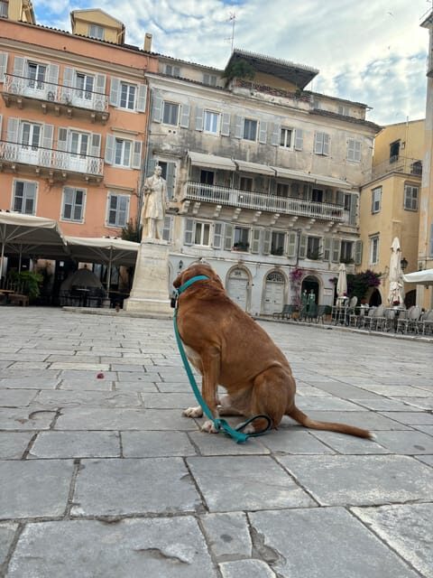 Corfu: Dog Sightseeing Tour - A Detailed Look at the Corfu Dog Sightseeing Tour