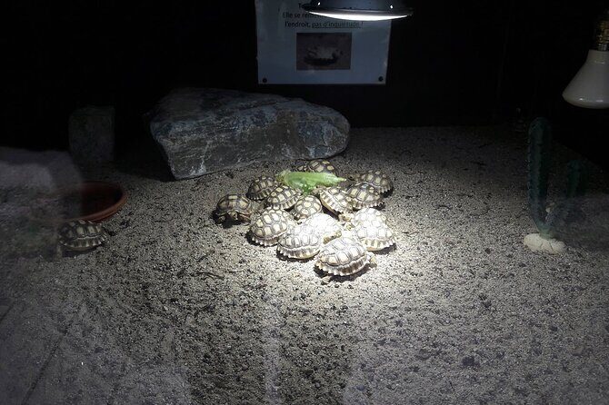 Corsica A Cupulatta Turtle Park Skip the Line Admission Ticket - The Itinerary and Highlights