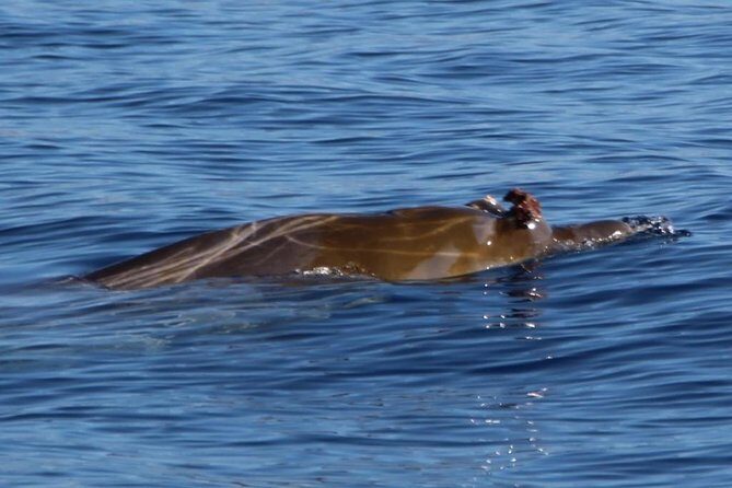 Costa Adeje | Cetacean sighting in Tenerife South - What Makes This Tour Stand Out?