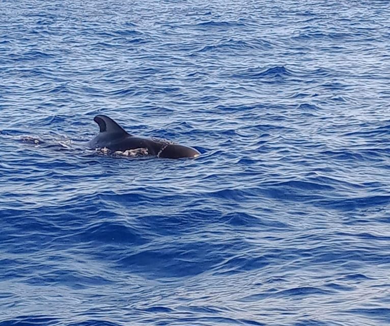 Costa Adeje: Whale and Dolphin-Watching Boat Excursion - The Itinerary in Detail