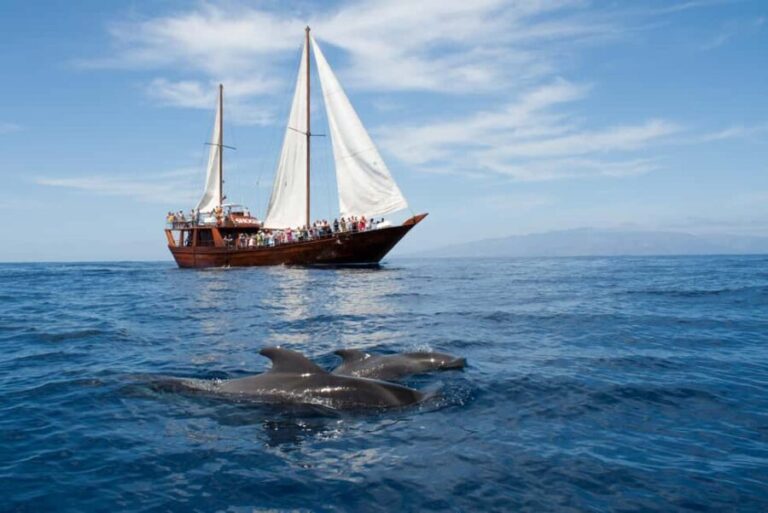 Costa Adeje: Whale & Dolphin Watching Cruise with Swim - Key Points