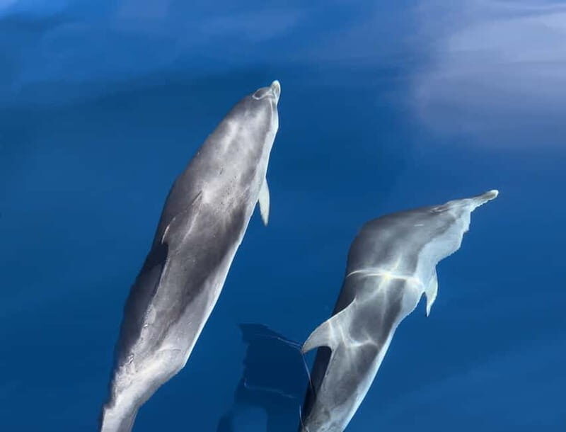 Costa Calma: Fuerteventura Dolphin Watching Boat Tour - Who Should Book This Tour?