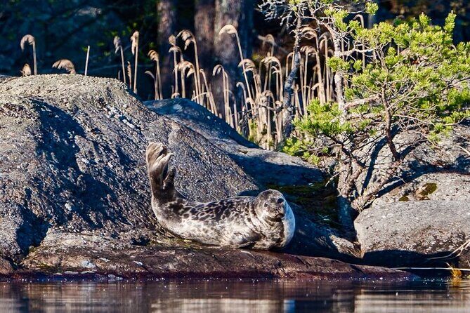 Cruise in Puumala by Lake Saimaa - Why This Cruise is Worth Considering