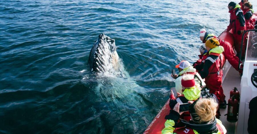 Dalvík: Whale Watching Speedboat Tour - What to Expect from the Experience