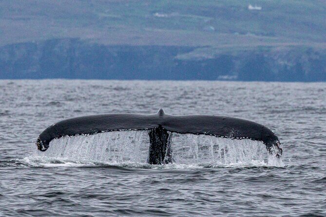 Dingle Boat Tours Wildlife RIB Adventure - The Sum Up: Who Should Book This Tour?