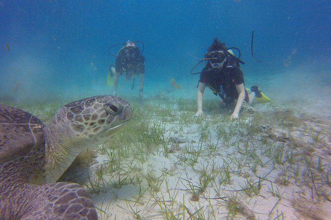 Discover Scuba diving - The Realities: What Travelers Love & What to Keep in Mind