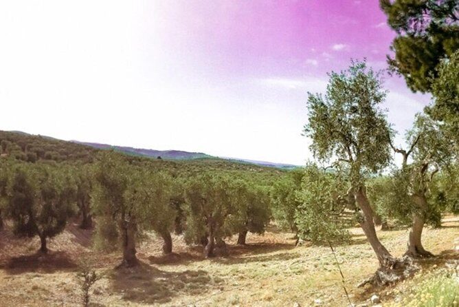 Discovering extra virgin olive oil - An Honest Look at the Olive Oil Discovery Tour