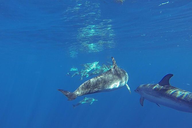 Dolphin and Whale Cruise in Puerto Rico, Gran Canaria - Analyzing the Price and Value