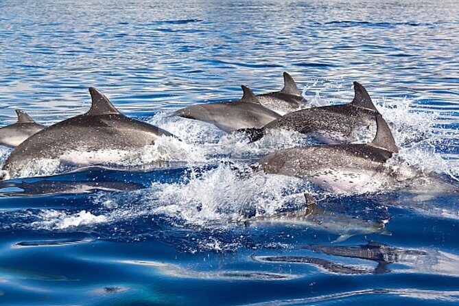 Dolphin and Whales watching cruise from Puerto Rico de Gran Canaria - Who Should Consider This Tour?