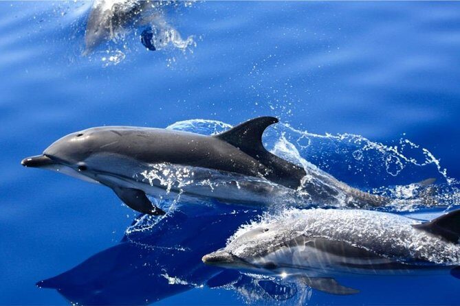 Dolphin Mini Cruise at Playa del Carmen - The Itinerary in Detail
