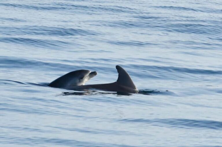 Dolphin Safari Boat Trip from Marina Funtana - FAQ