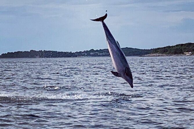 Dolphin Sunset Adventure with Speedboat - Considerations and Tips for a Smooth Experience