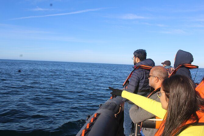Dolphin Watching + 2 Islands Tour - From Faro - Marine Life and Island Experiences