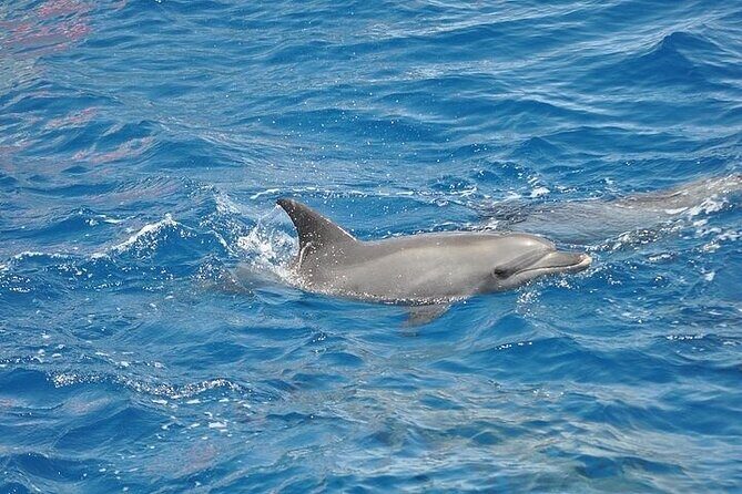 Dolphin Watching Boat Excursion to Figarolo Island from Olbia - Dolphin Encounters: The Real Highlight
