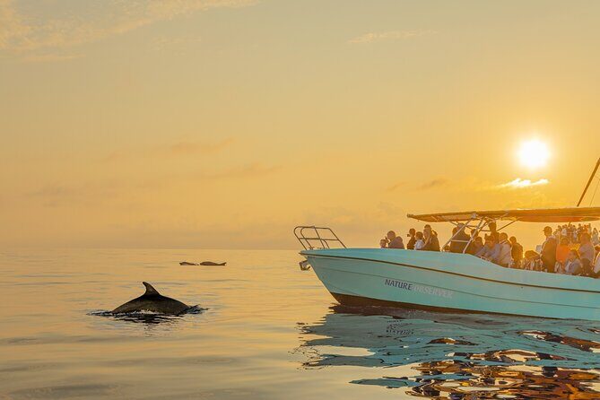Dolphin watching by boat - The Value of the Tour