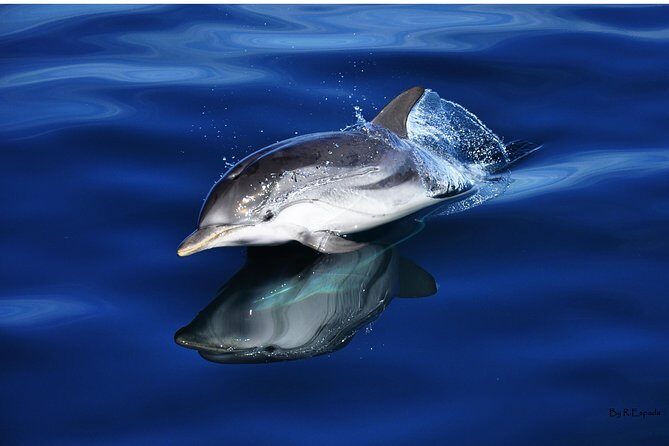 Dolphin Watching Excursion in Gibraltar - Why This Tour Is Worth Considering