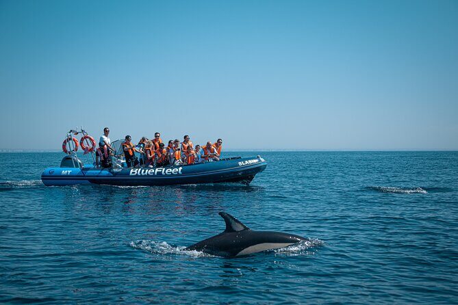 Dolphin Watching from Lagos with Marine Biologists - Who Is This Tour Best For?