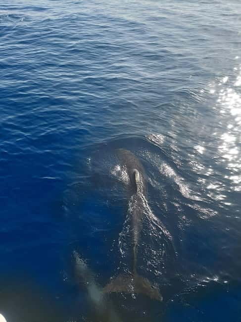 Dolphin watching in Estepona - FAQ