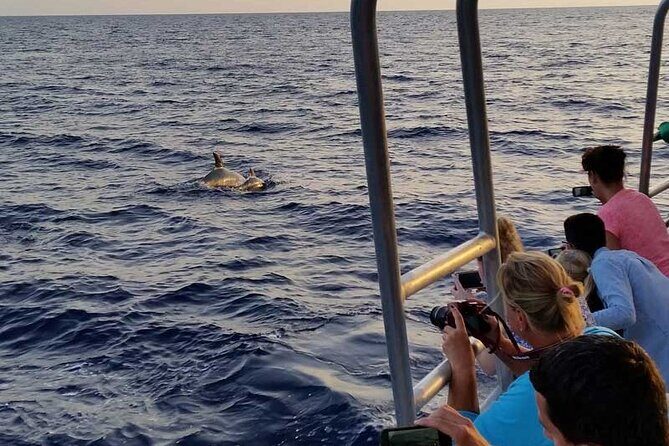 Dolphin Watching in Mallorca (Paguera) - The Experience from a Travelers Perspective
