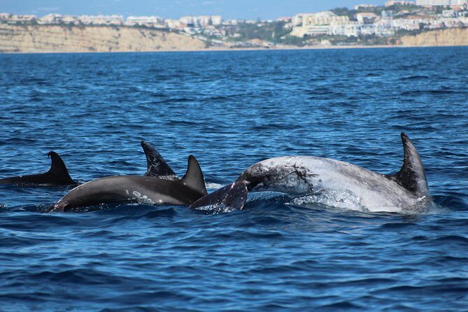 Dolphin-Watching in Marina de Lagos - Final Thoughts: Is It Worth It?