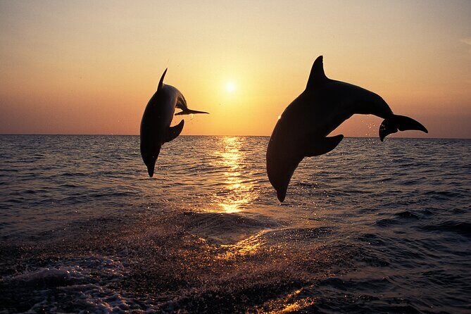 Dolphin Watching Tour  85% Chance  Drinks & Dinner Included - What to Expect: Quality & Value