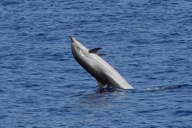 Dolphin Watching Tour with Snorkeling from Olbia - Who Should Consider This Tour?