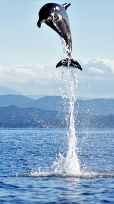 Dolphins: Dolphin Watching Tour and Capo Figari by Raft - Practical Tips for a Smooth Experience