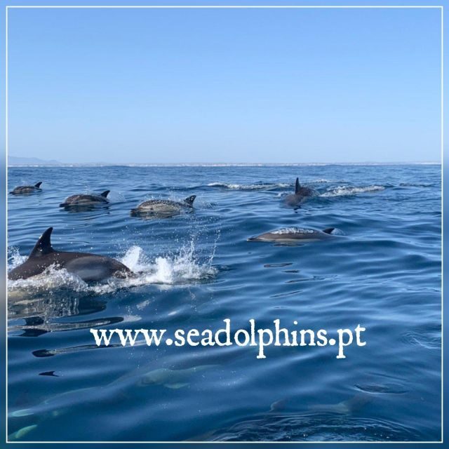 Dolphins Watching - Portimão - Who Will Love This Tour?