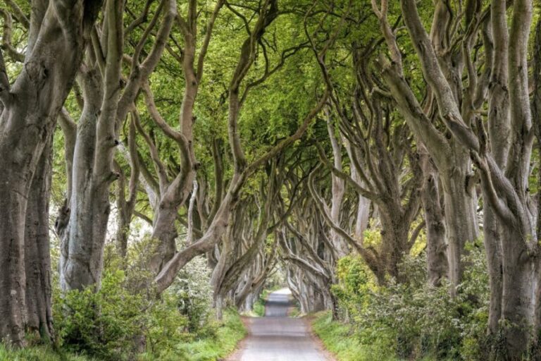 Dublin: Giants Causeway, Dark Hedges, Dunluce & Belfast Tour - Authentic Experiences from Reviews