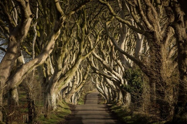 Dublin: Giant's Causeway, Dark Hedges & Titanic Guided Tour - An In-Depth Look at the Tour Experience