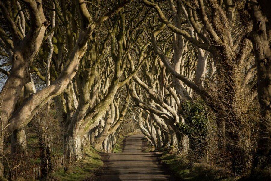 Dublin: Giant's Causeway, Dark Hedges & Titanic Guided Tour - An In-Depth Look at the Tour Experience