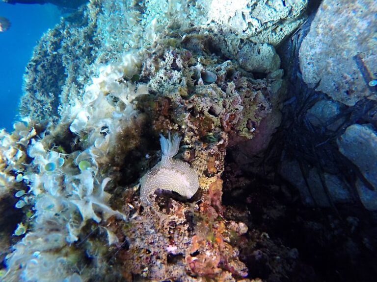 Dubrovnik: 1-Day Discover Scuba Diving Course - Final Thoughts