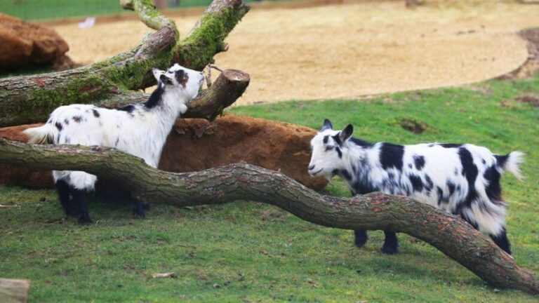 Dunstable: Whipsnade Zoo Full-Day Entrance Ticket - Who Should Visit Whipsnade Zoo?