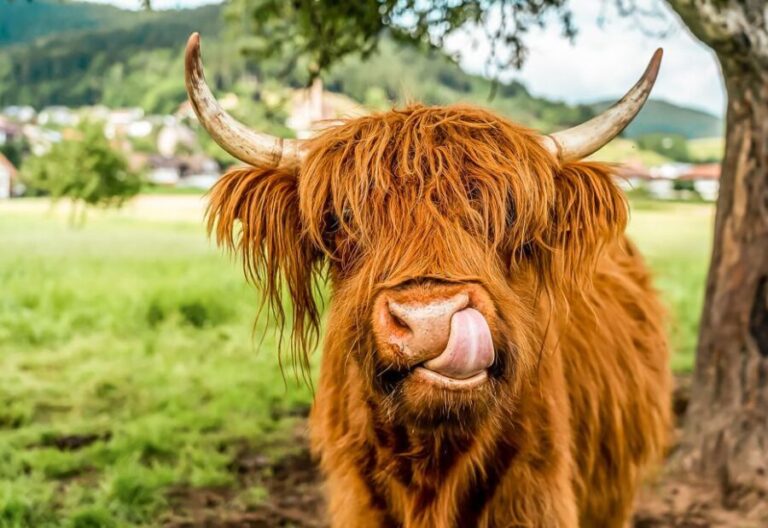 Edinburgh: Loch Ness, Glencoe & the Scottish Highlands Tour - Glencoe: The Haunting Highlands