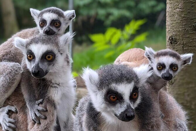 Entry ticket to Hoo Zoo and Dinosaur World in Telford - Authentic Experiences from Reviewers