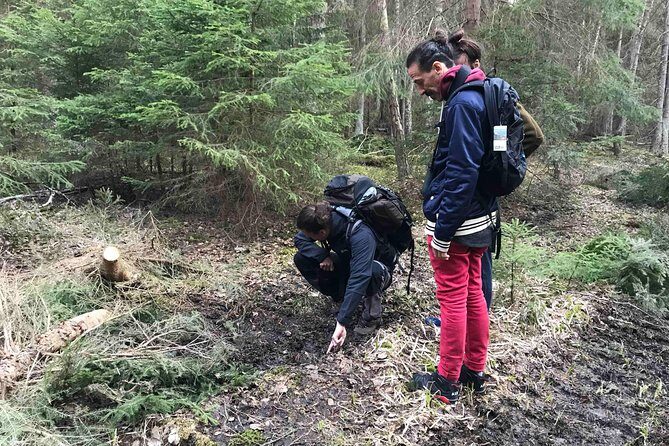 Evening Wildlife Safari with Campfire Dinner from Stockholm - Tight-Knit Group and Expert Guides