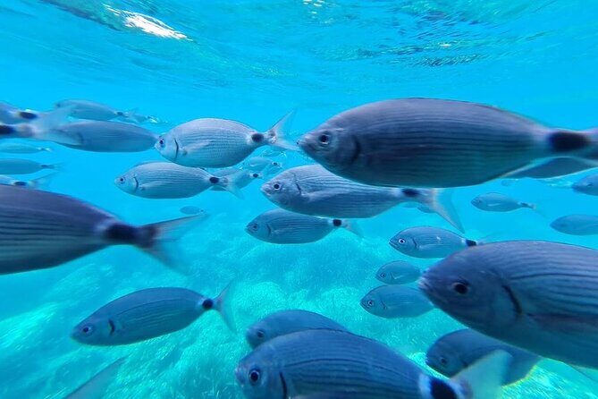 Explore Cap Norfeu and the Secret Cave: An Underwater World - The Sum Up