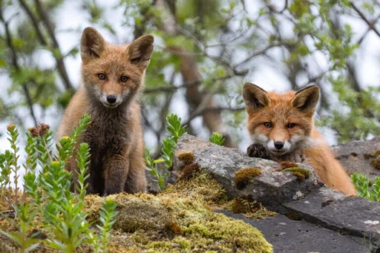 Explore the Norwegian Fjords and the Wildlife from Abisko. - The Value of the Experience
