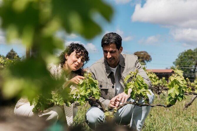 Familia Torres Winery: Gastronomic Tapas & Wine Experience - What to Expect During Your Day at Familia Torres