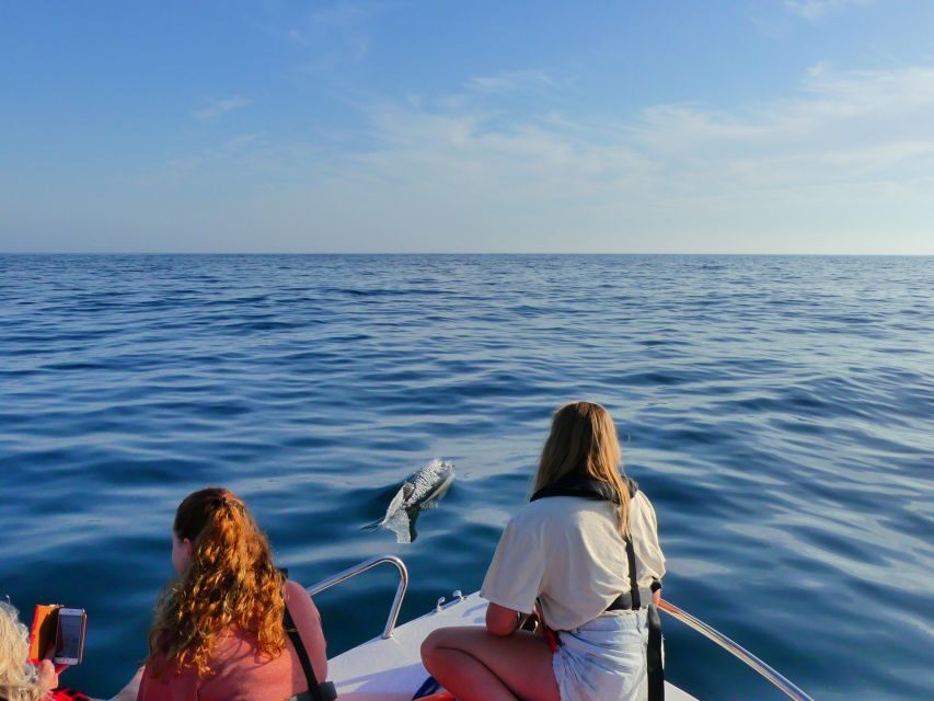 Faro: Dolphin and Wildlife Watching in the Atlantic Ocean - Who Will Love This Tour?