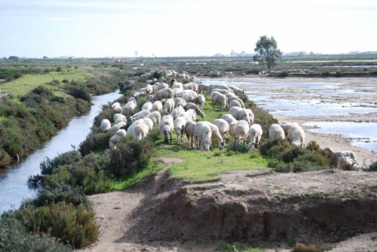 Faro: Ria Formosa Natural Park Segway Tour & Birdwatching - The Experience: What You’ll See and Do