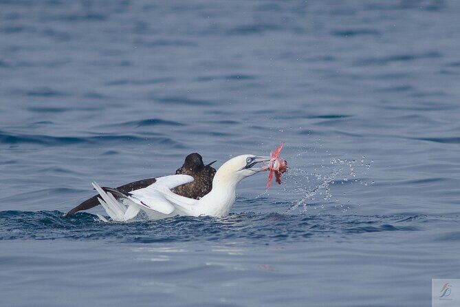 Feathers & Scales - Who Will Love This Tour?
