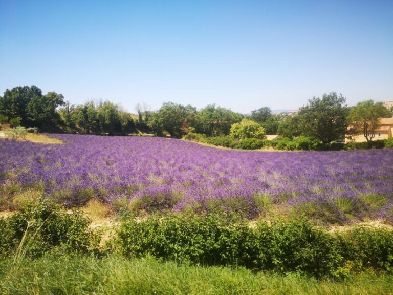 From Aix: Day Trip to Valensole Lavender Fields in Provence - Transportation, Group Size, and Overall Value