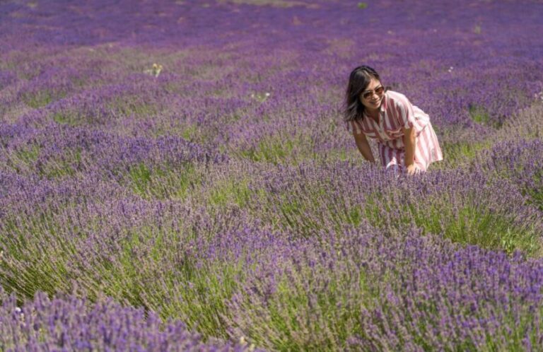 From Aix-en-Provence: Lavender Half Day Tour - Why This Tour Works Well