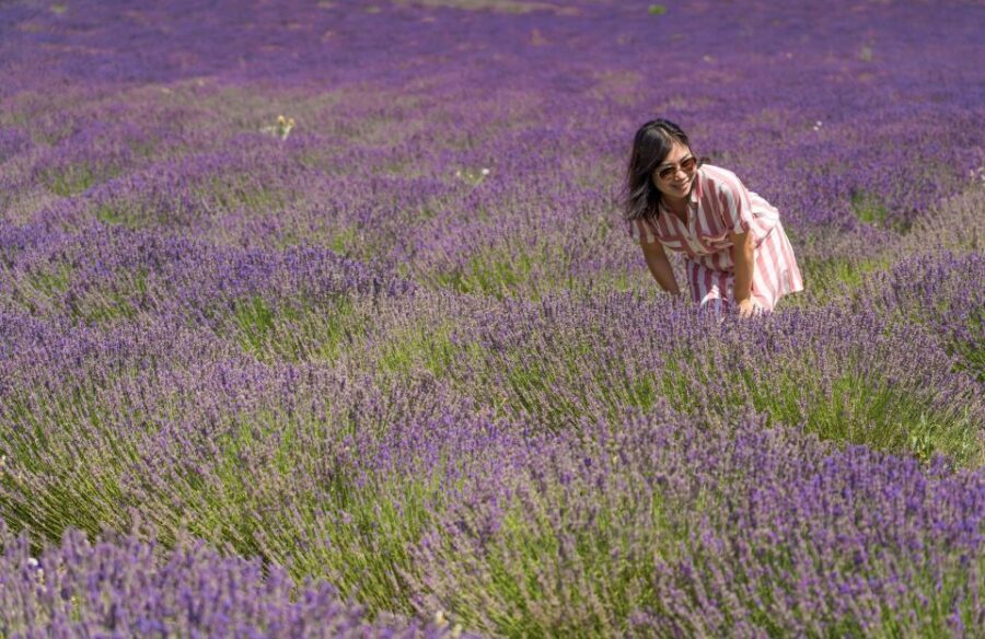 From Aix-en-Provence: Lavender Half Day Tour - Why This Tour Works Well