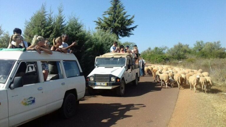 From Albufeira: 4x4 Off-Road Safari & Vineyard Wine Tasting - Practical Details & Tips