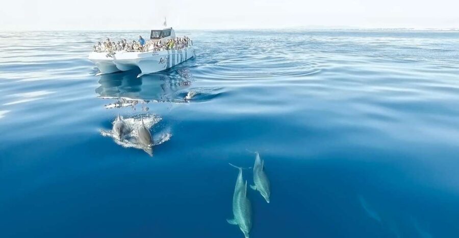 From Albufeira: Dolphins and Caves 2.5-Hour Boat Trip - FAQ
