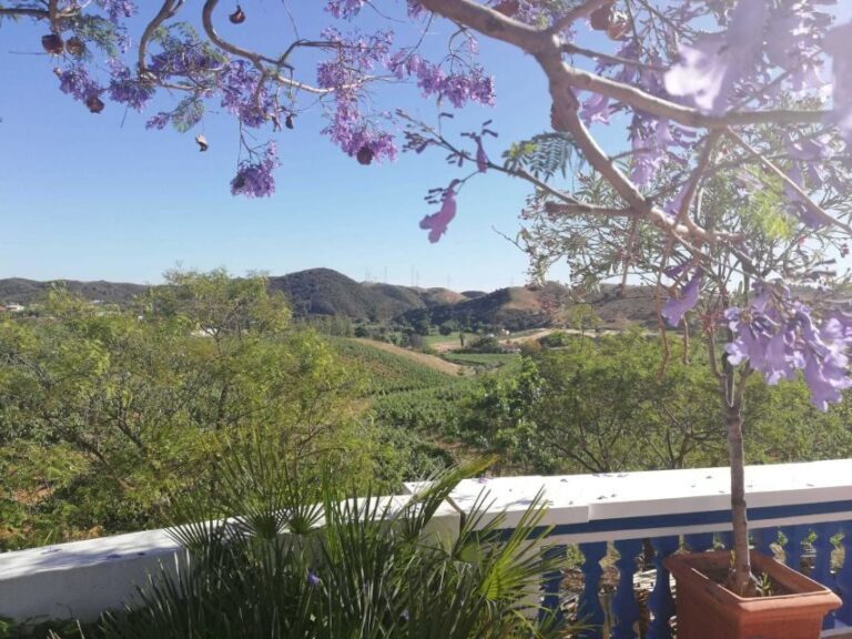 From Albufeira: Wine Tasting & Historic Silves Tour - Practical Details That Matter