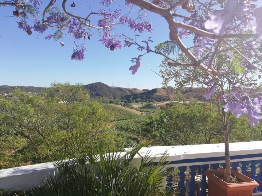 From Albufeira: Wine Tasting & Historic Silves Tour - Practical Details That Matter